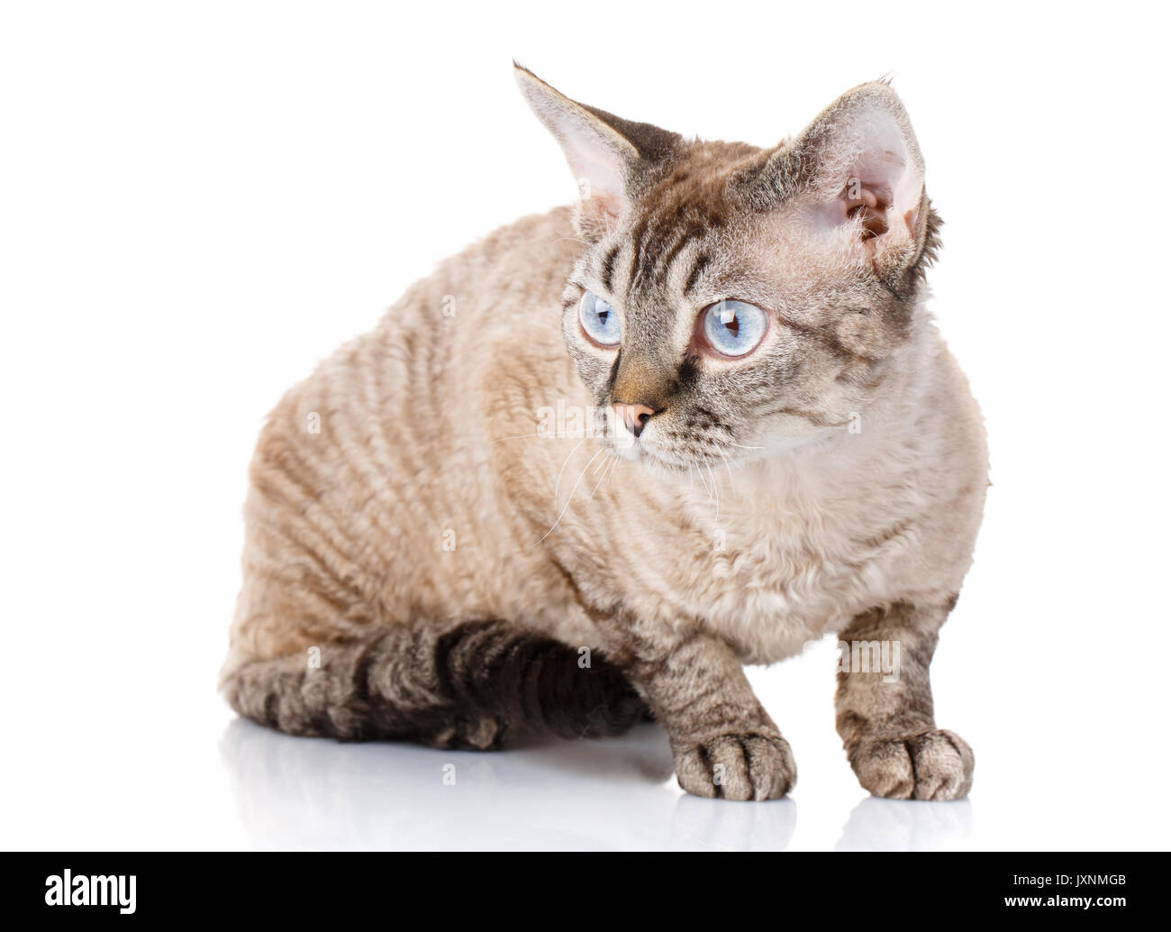 gray devon rex cat siting on white background and looking aside the ...