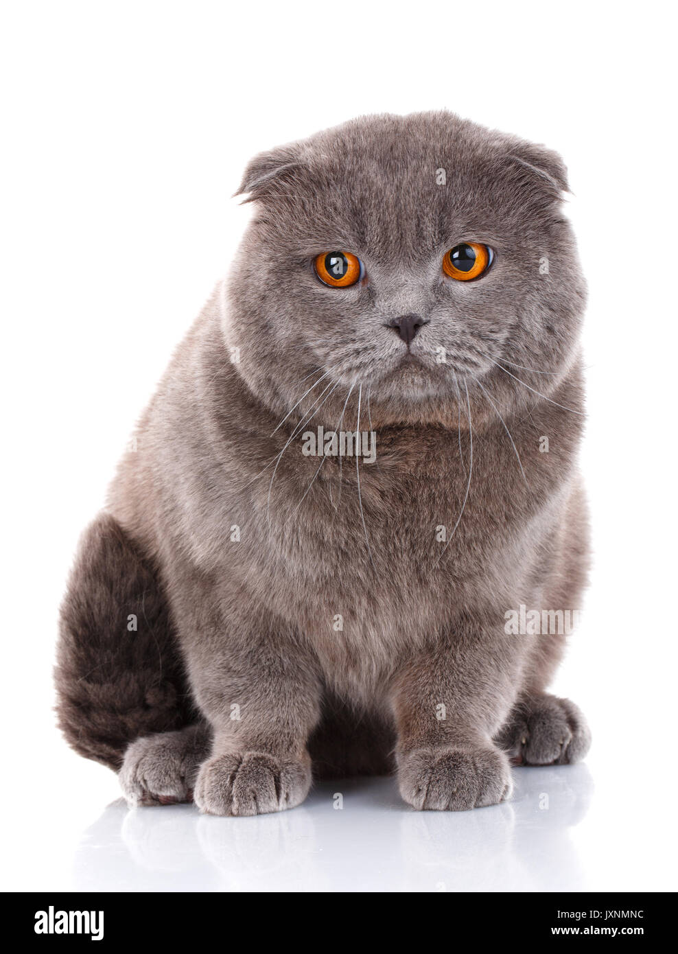 Big British Shorthair cat portrait on a white background Stock Photo ...