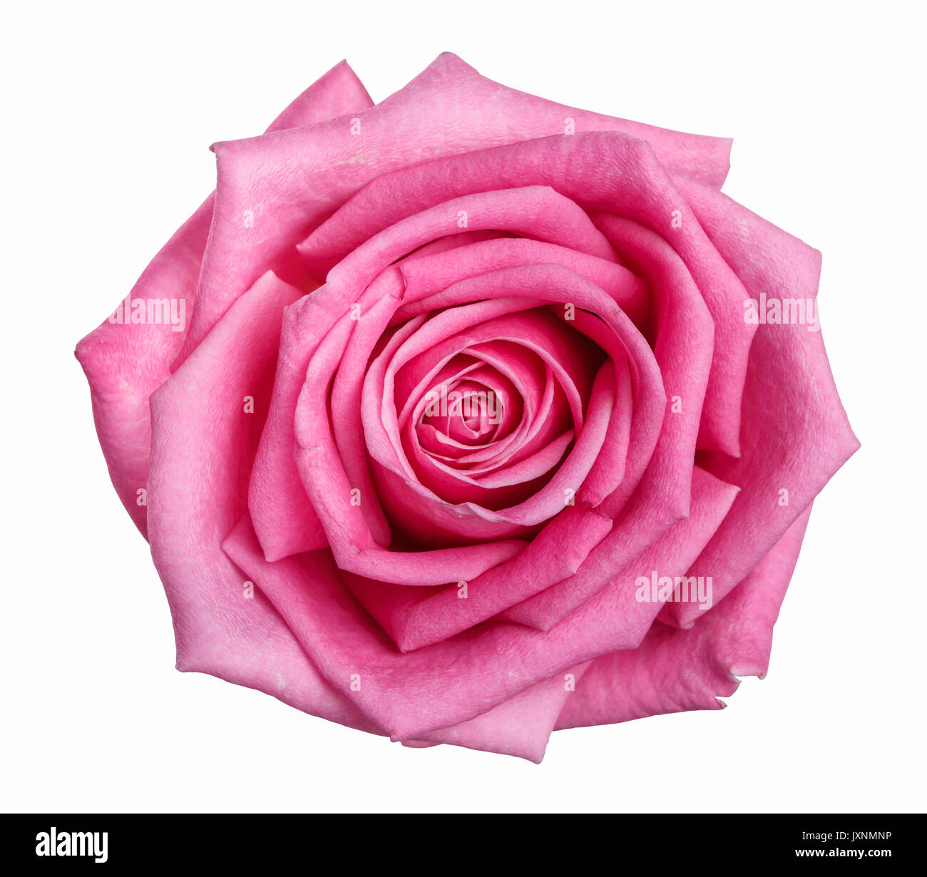 beautiful pink rose head isolated on white background , clipping path ...