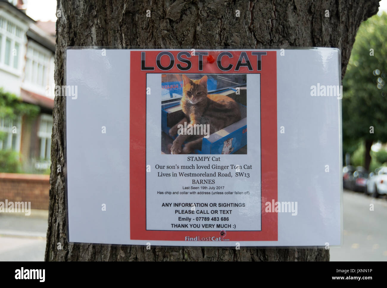 Lost cat notice hi-res stock photography and images - Alamy