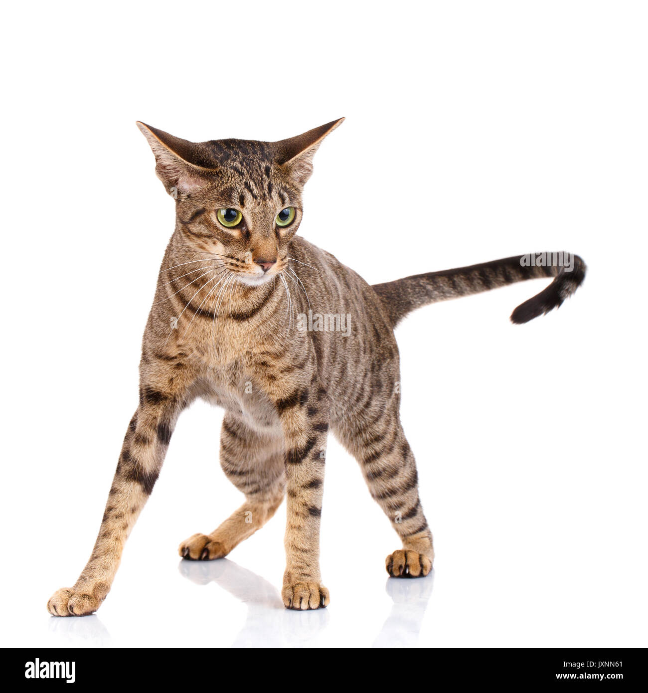 Ocicat cat on a white background. Studio shot Stock Photo - Alamy