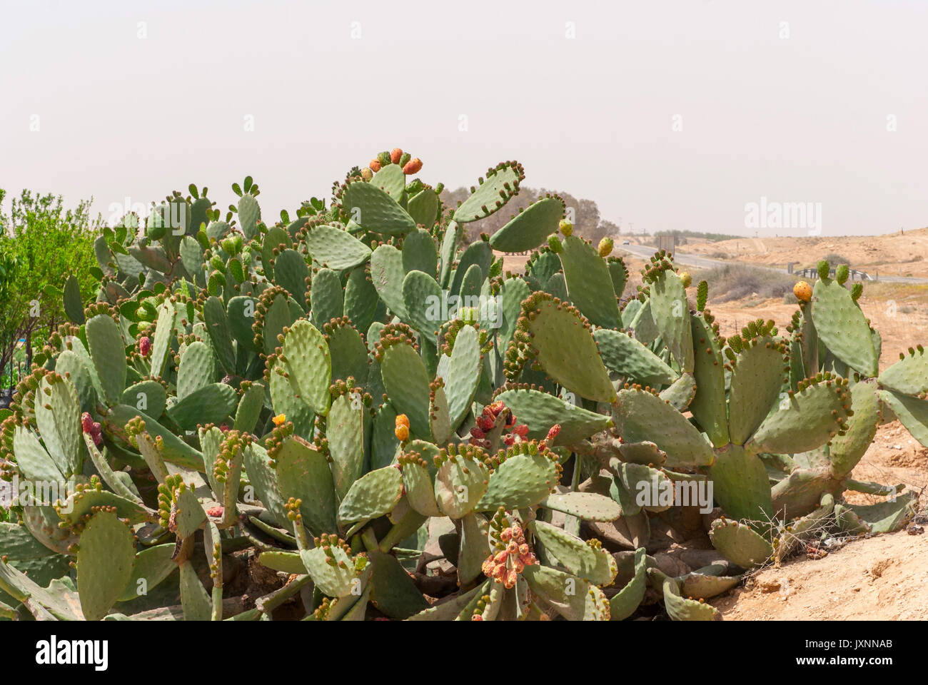 Desert farming israel hi-res stock photography and images - Alamy
