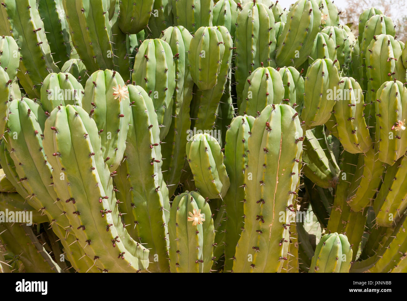 Cactus in the Desert of Negev. Israel Stock Photo - Alamy