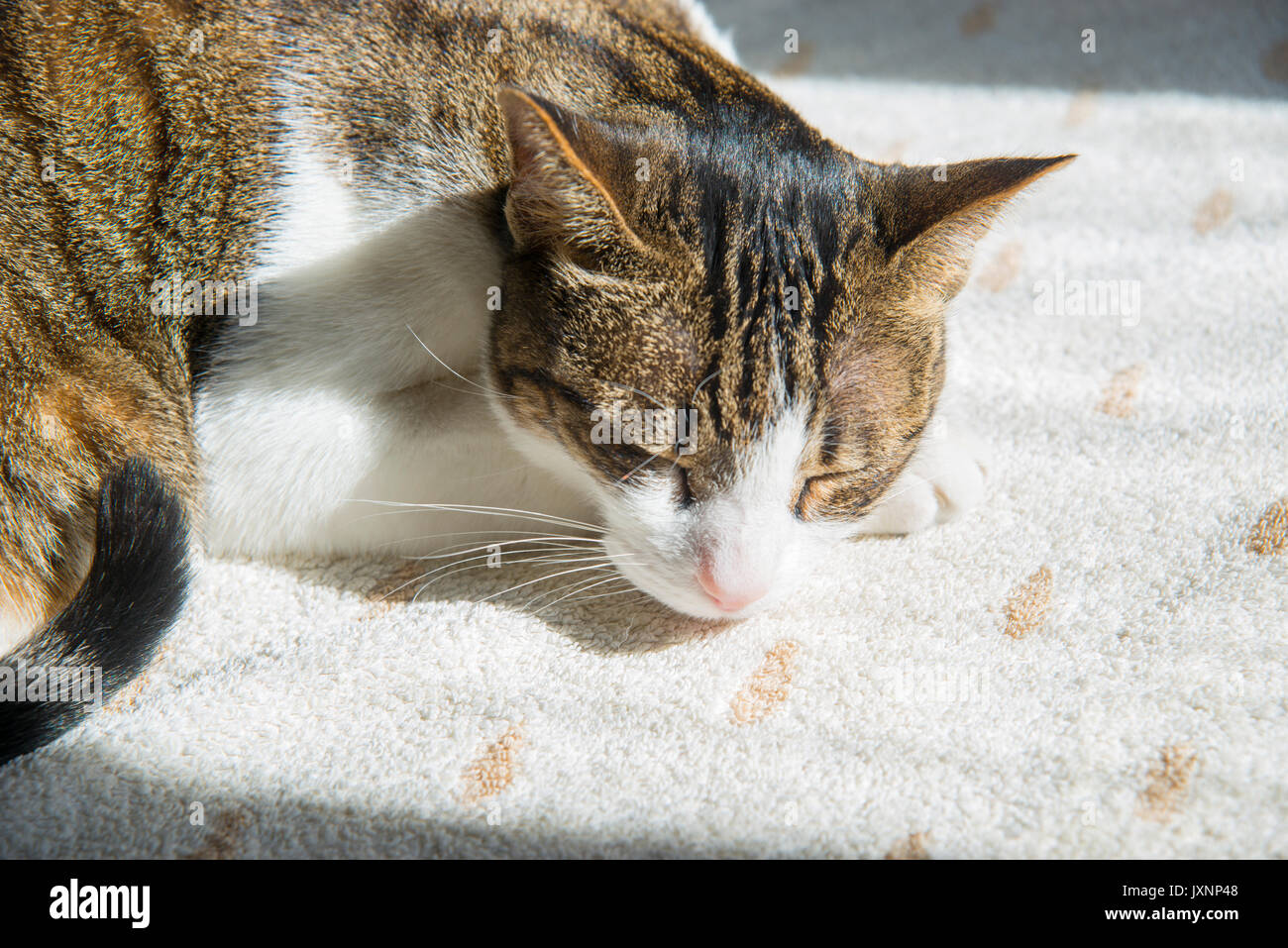 Domestic tabby cat sleeping hi-res stock photography and images - Alamy