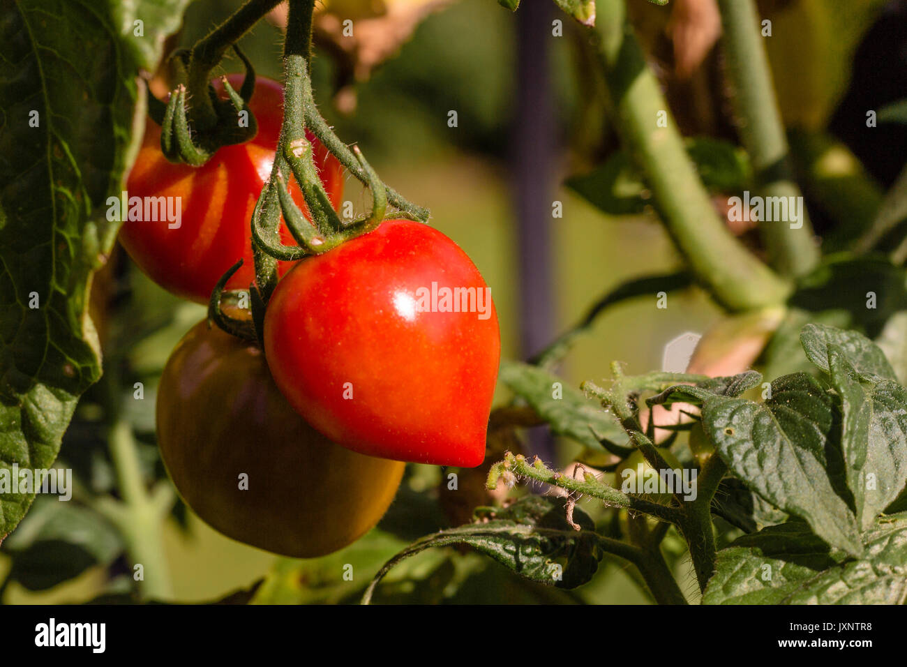 Italian vine ripened tomatoes hi-res stock photography and images - Alamy