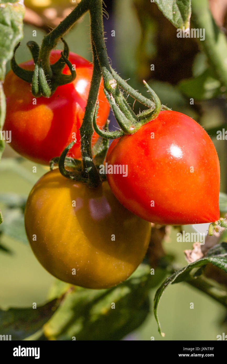 Ripened tomato on plant hi-res stock photography and images - Alamy