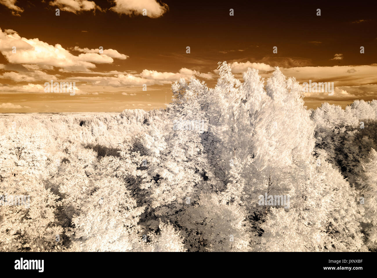 countryside fields and forests in summer. infrared image Stock Photo ...
