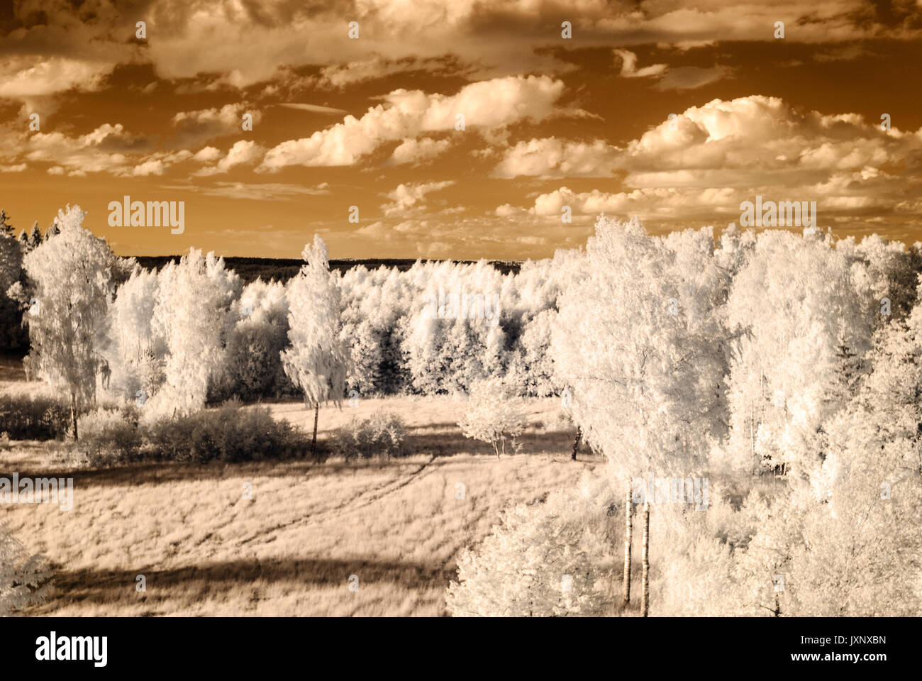 countryside fields and forests in summer. infrared image Stock Photo ...