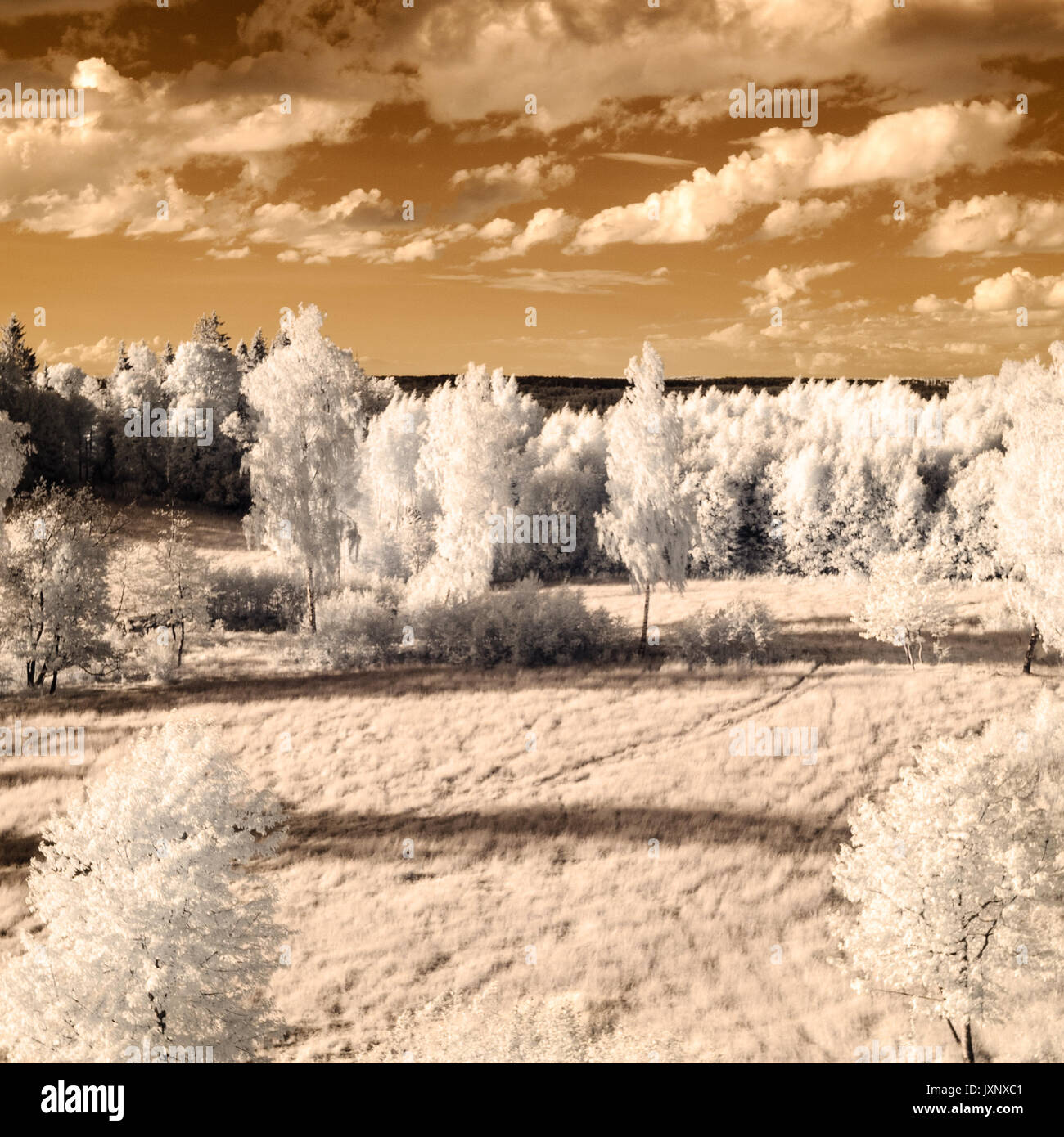 countryside fields and forests in summer. infrared image Stock Photo ...