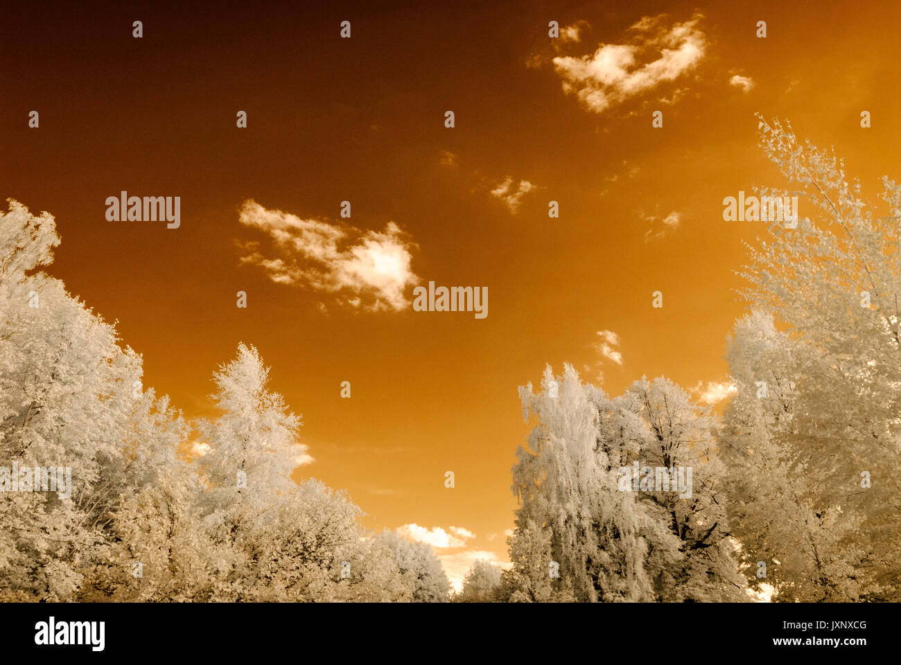 countryside fields and forests in summer. infrared image Stock Photo ...