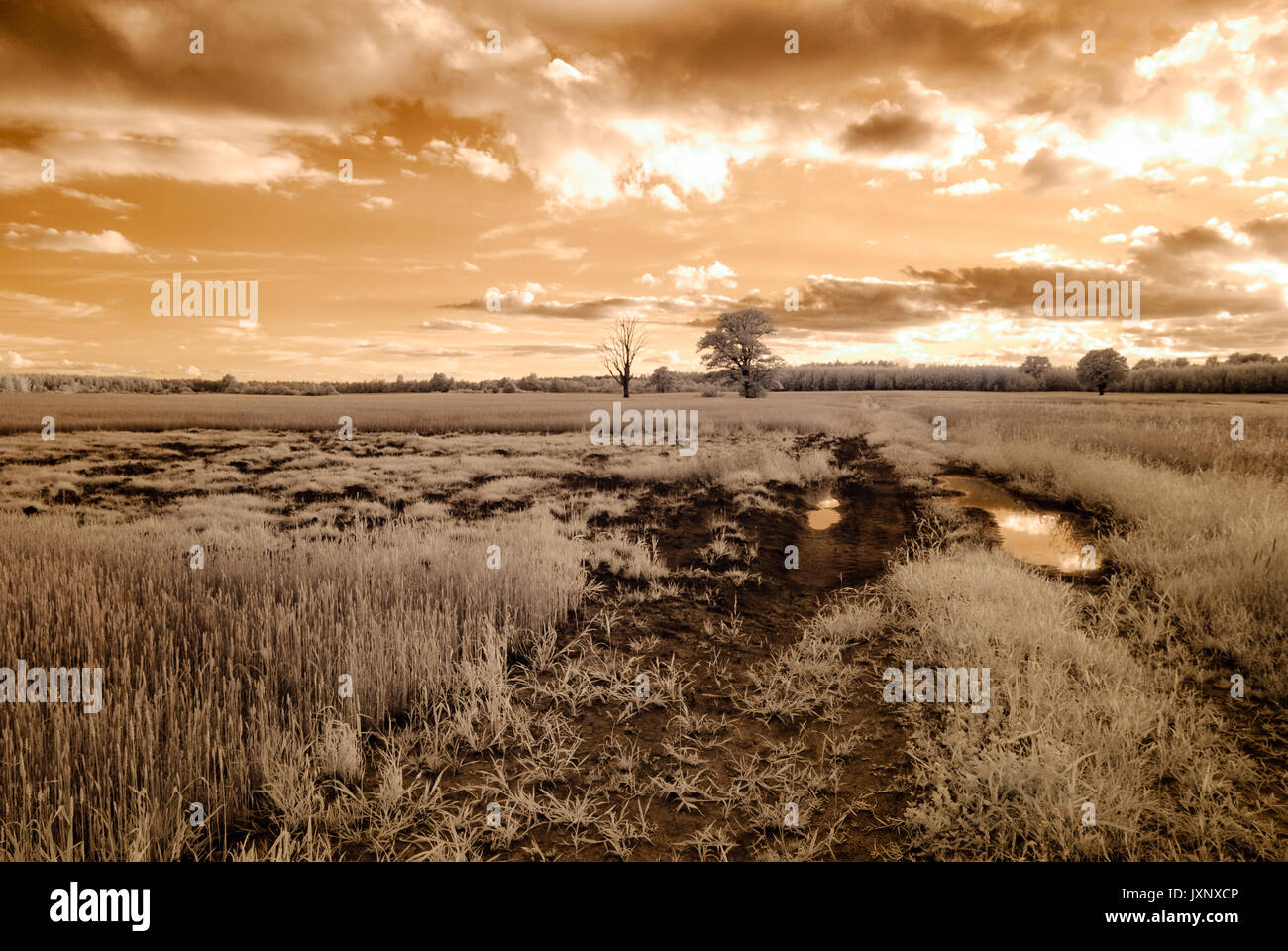 countryside fields and forests in summer. infrared image Stock Photo ...