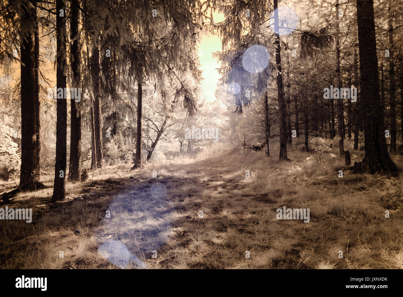 countryside fields and forests in summer. infrared image Stock Photo ...