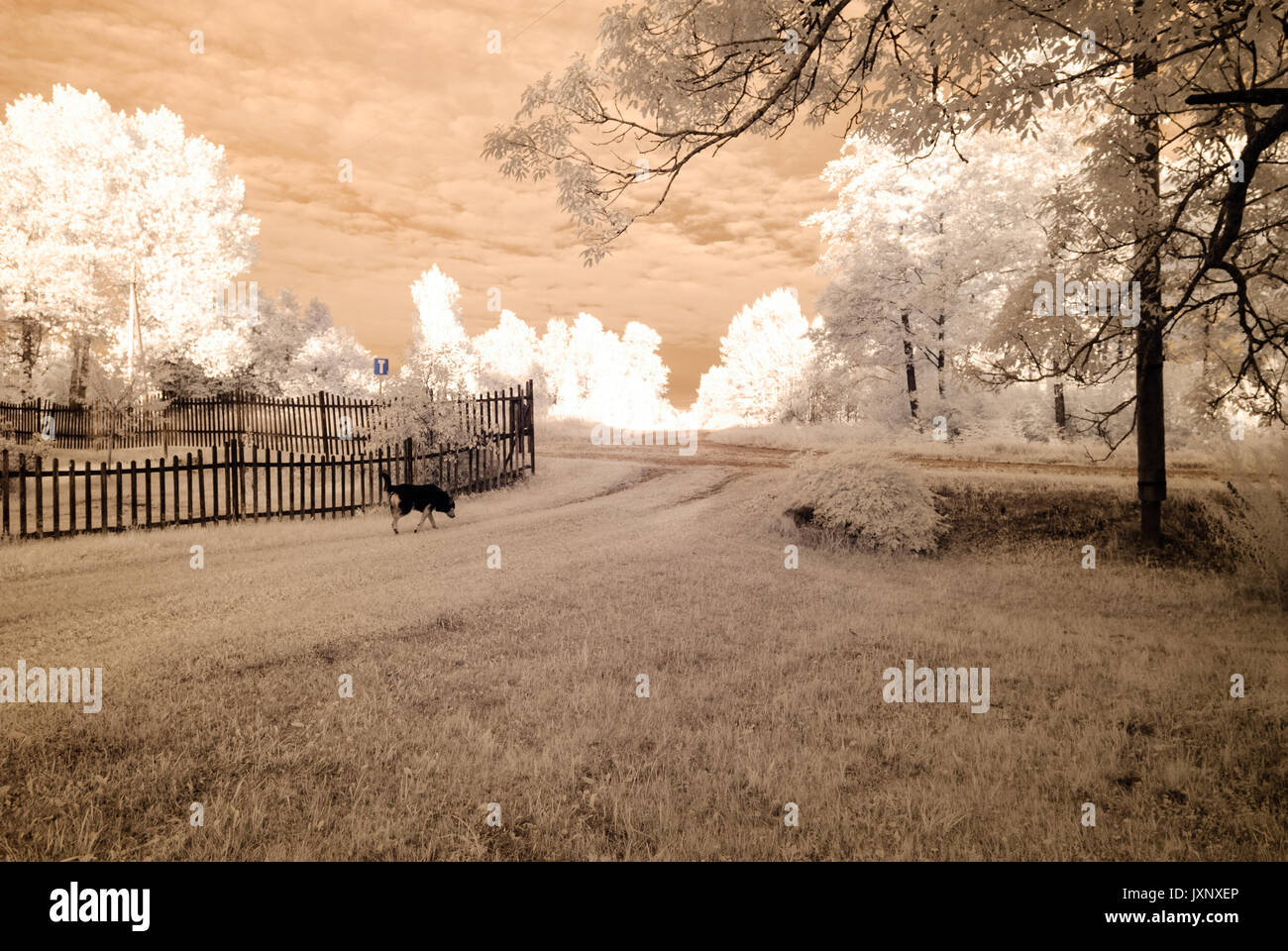 countryside fields and forests in summer. infrared image Stock Photo ...