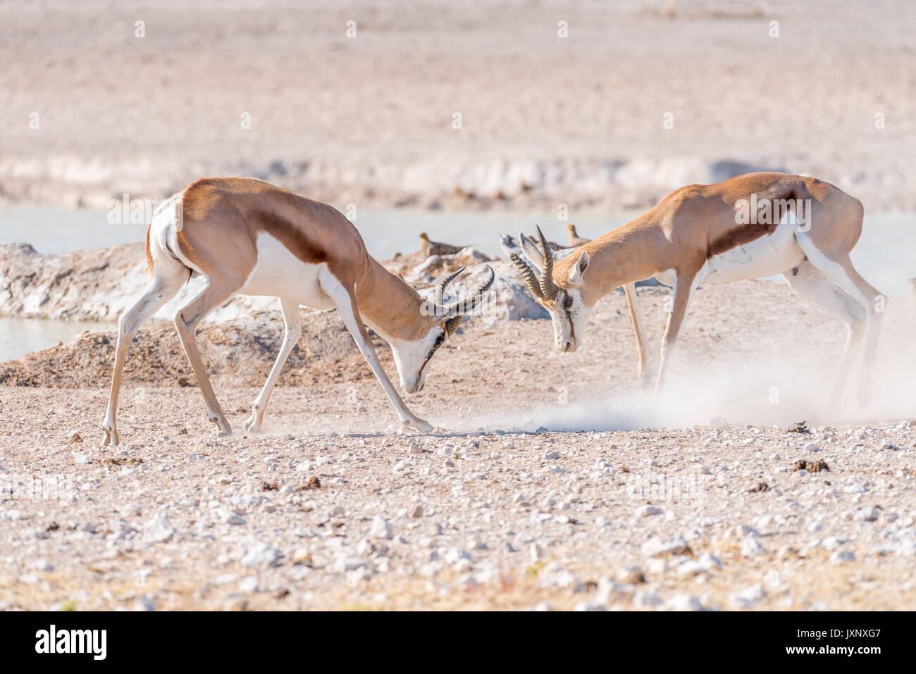 Two rams fighting hi-res stock photography and images - Alamy