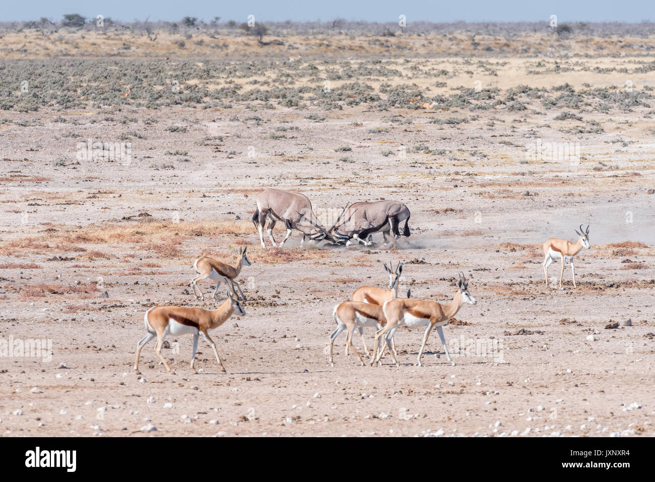 Sabre antelope hi-res stock photography and images - Alamy