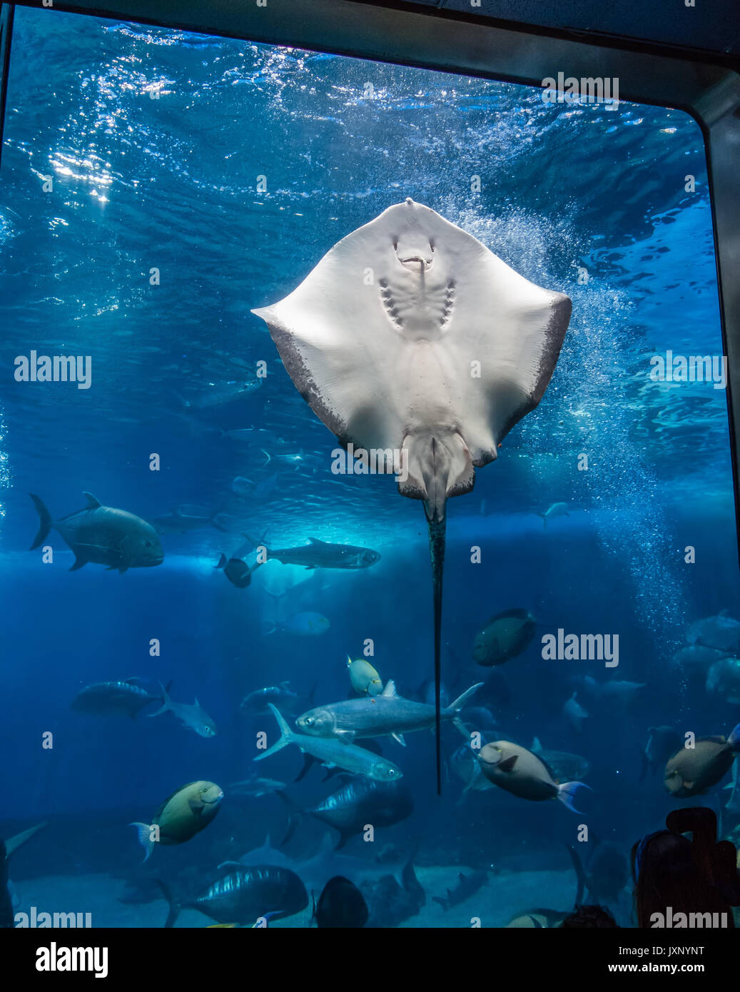 Manta ray in an aquarium swimming hi-res stock photography and images ...