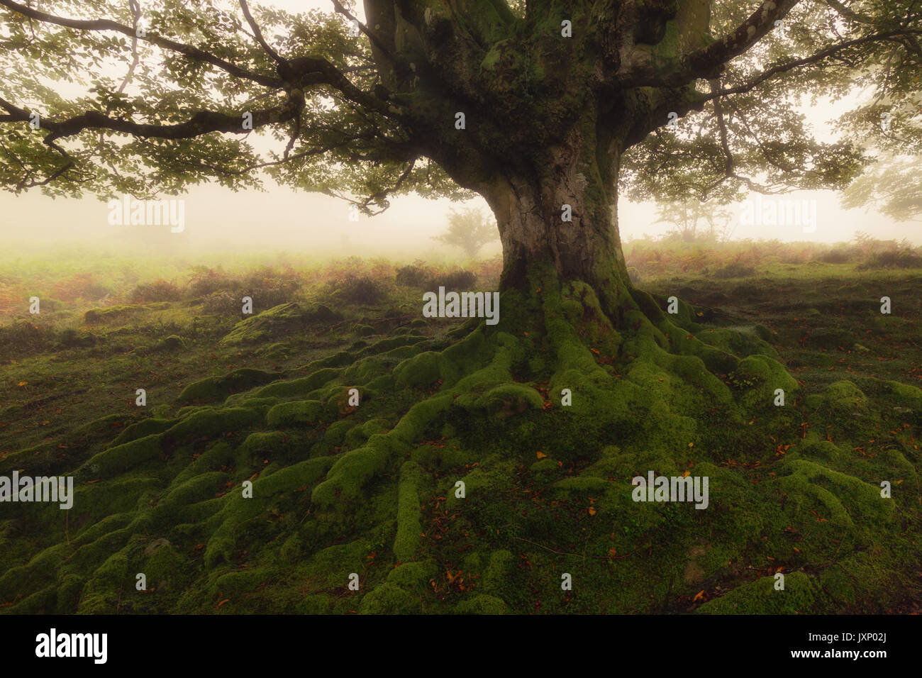 Tree roots in a foggy day Stock Photo - Alamy