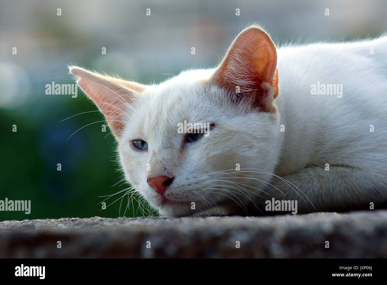 Portrait of a white Greek cat Stock Photo - Alamy