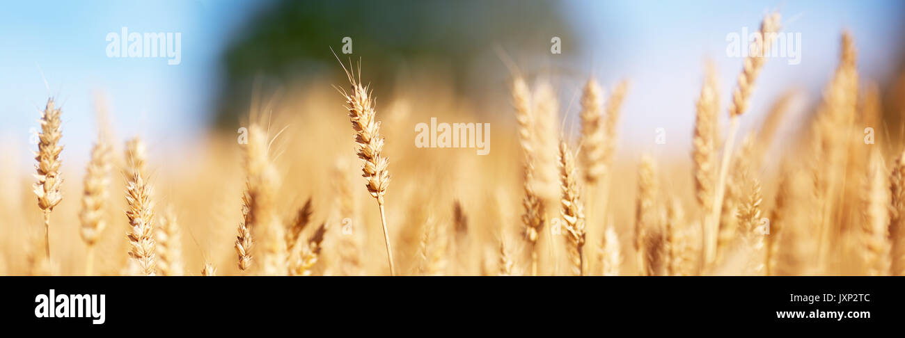 wheat field background Stock Photo - Alamy