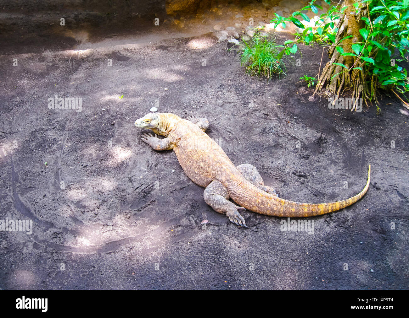 Komodo dragon tail hi-res stock photography and images - Alamy