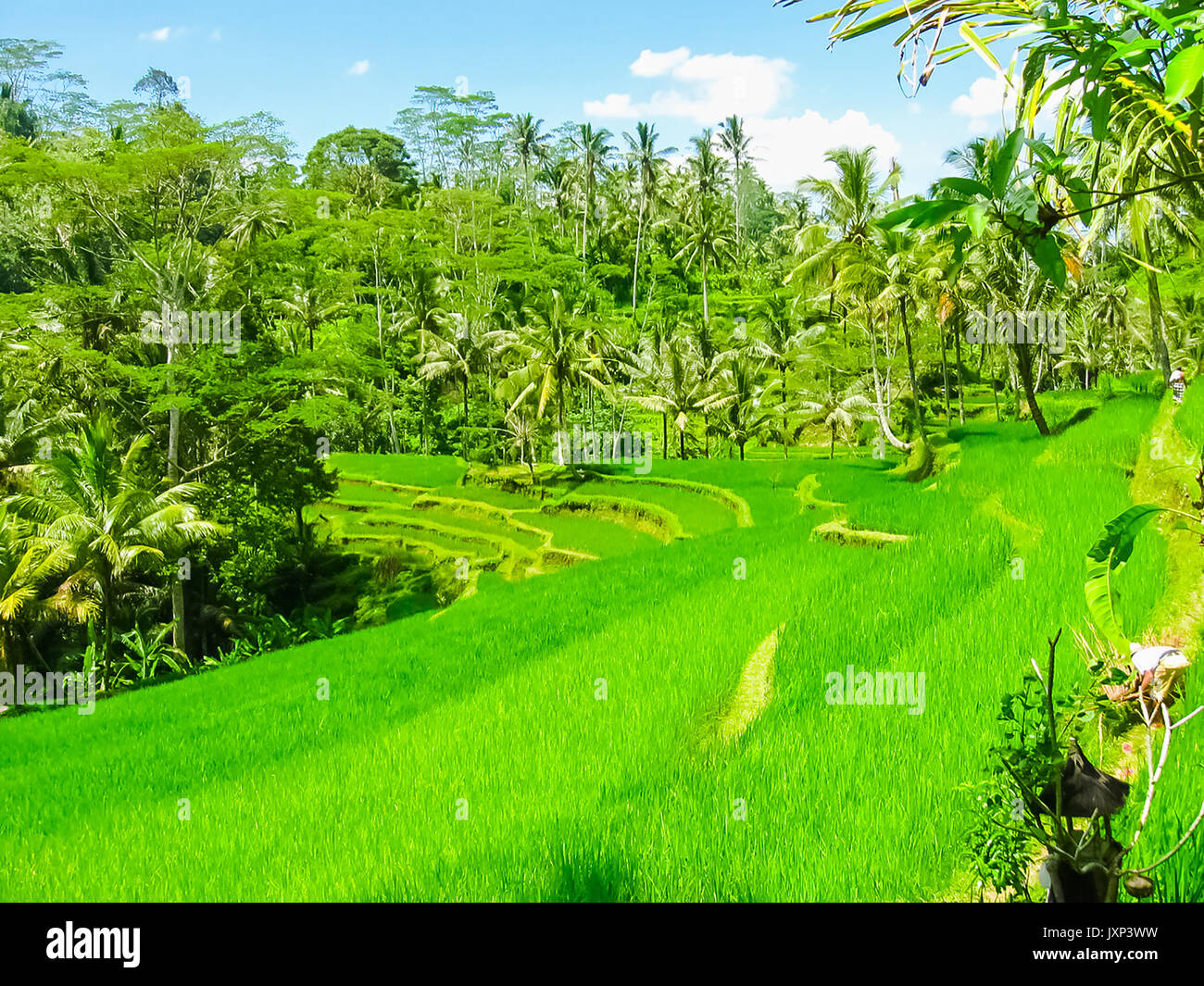 Green rice terraces in Bali island, Indonesia Stock Photo - Alamy