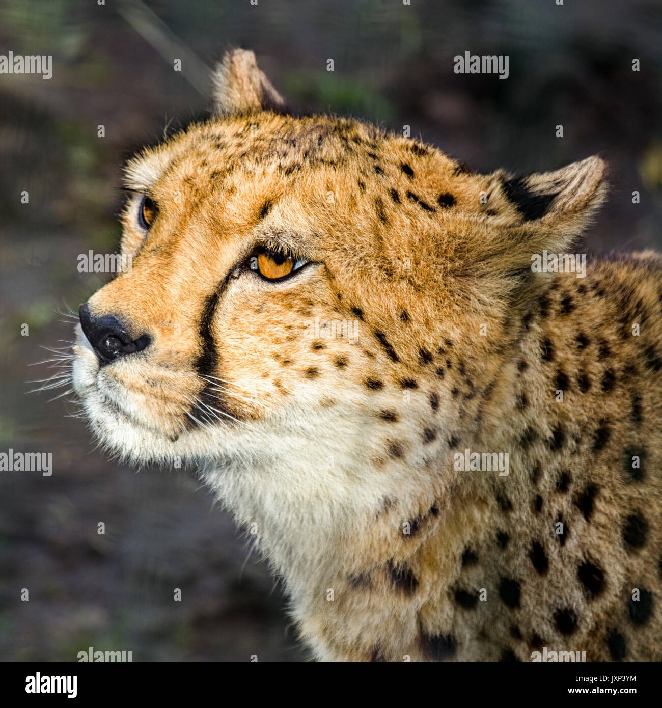 Cheetah headshot hi-res stock photography and images - Alamy