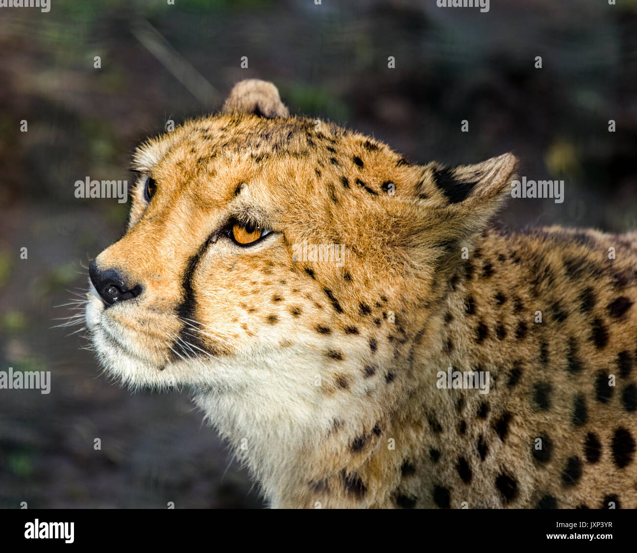 Cheetah headshot hi-res stock photography and images - Alamy