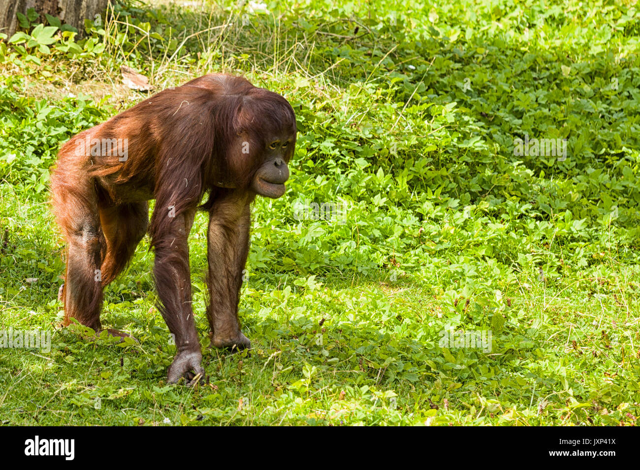 Bornean orangutan (Pongo pygmaeus) Model Release: No. Property Release ...