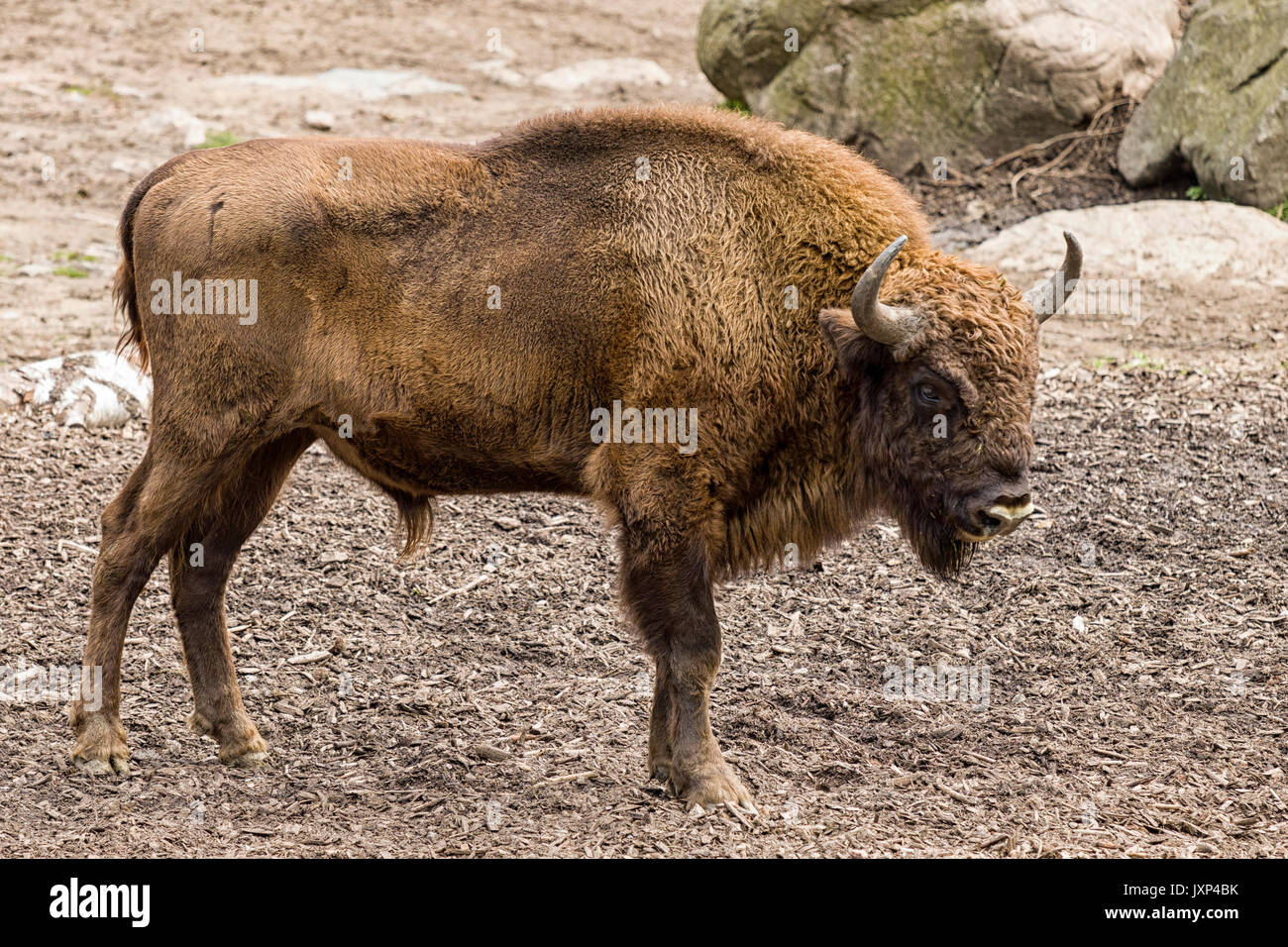 Young European bison (Bison bonasus) aka Wisent or the European wood ...