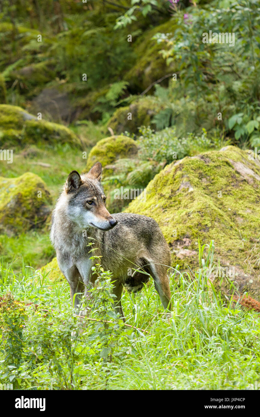 Eurasian wolf (Canis lupus lupus), also known as common wolf or Middle ...