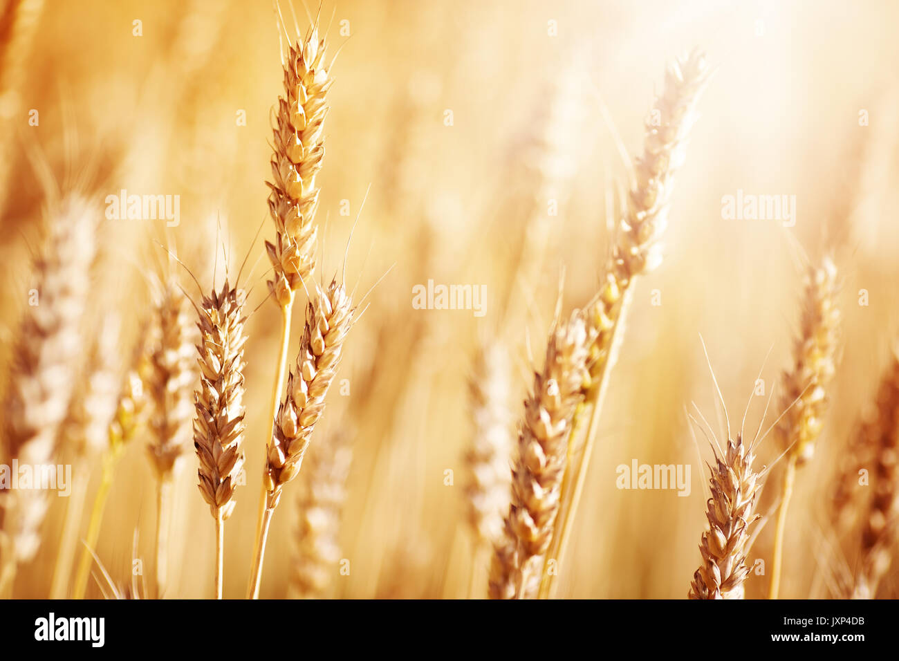 wheat field background Stock Photo - Alamy