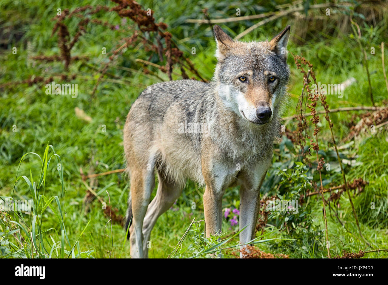 Eurasian wolf (Canis lupus lupus), also known as common wolf or Middle ...