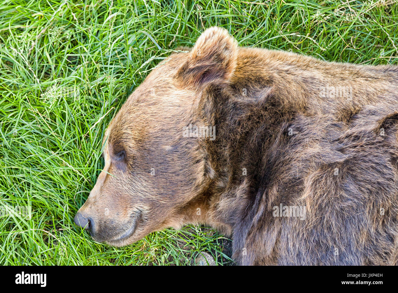Bear laying down hi-res stock photography and images - Alamy