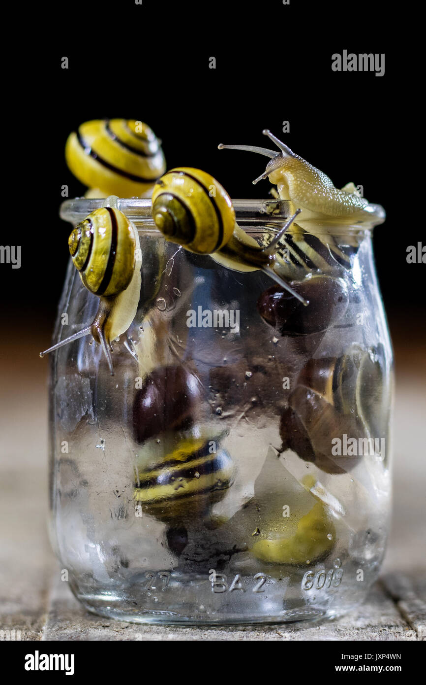 Colorful snails big and small in a glass jar. Wooden table, black ...