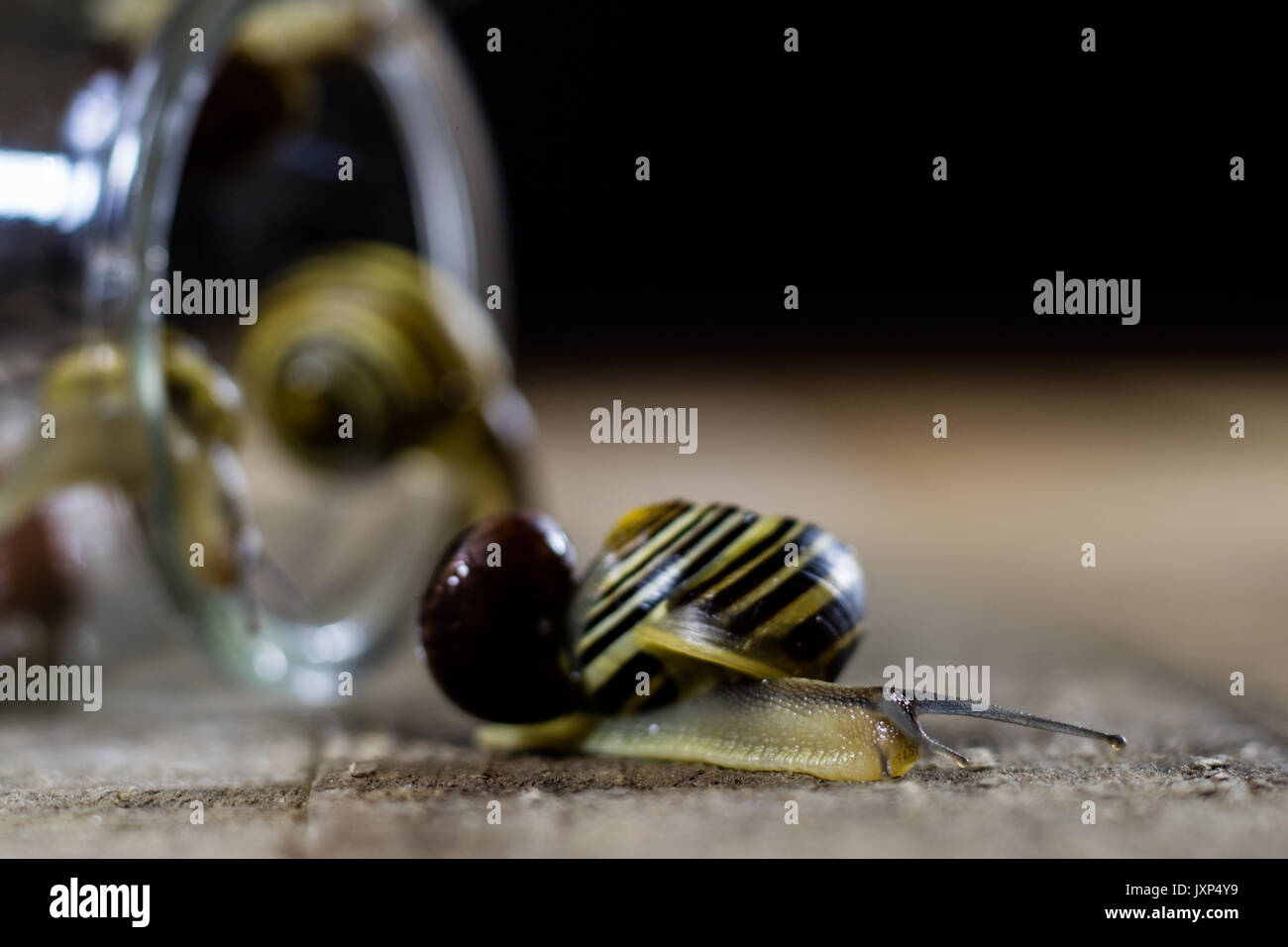 Colorful snails big and small in a glass jar. Wooden table, black ...