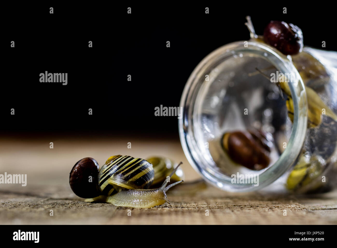 Colorful snails big and small in a glass jar. Wooden table, black ...