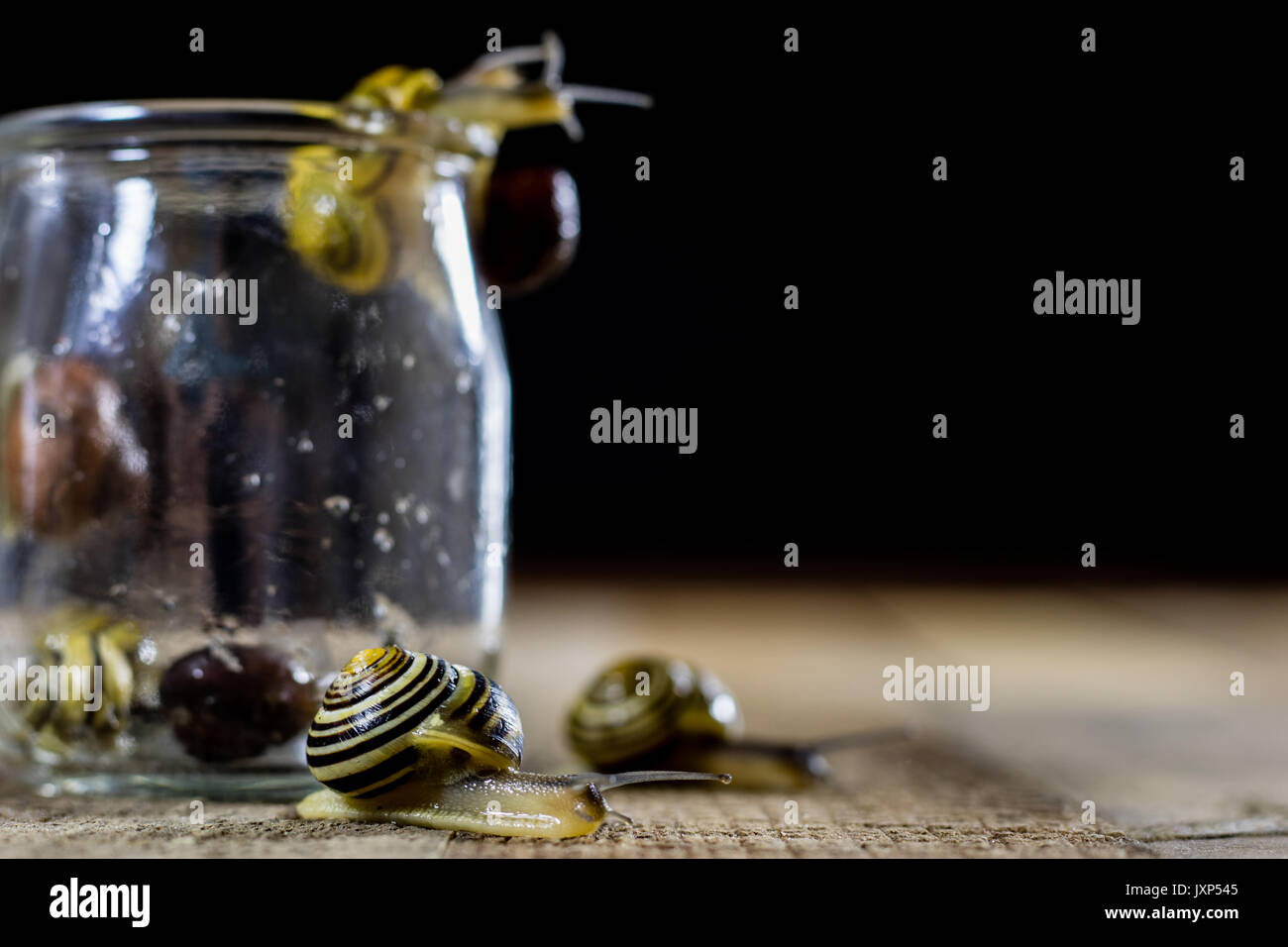 Colorful snails big and small in a glass jar. Wooden table, black ...