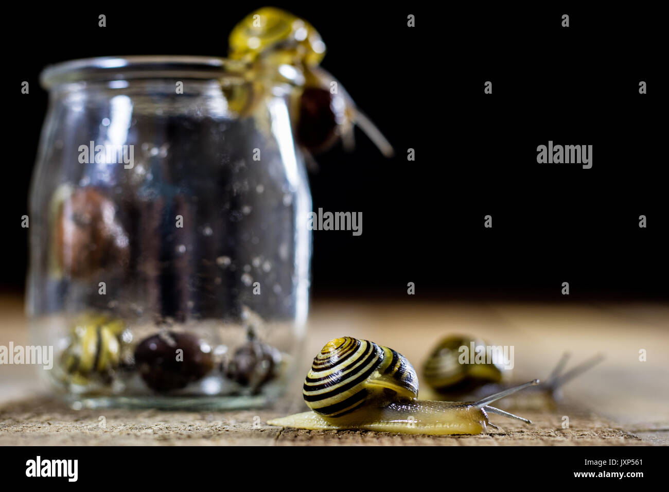 Colorful snails big and small in a glass jar. Wooden table, black ...
