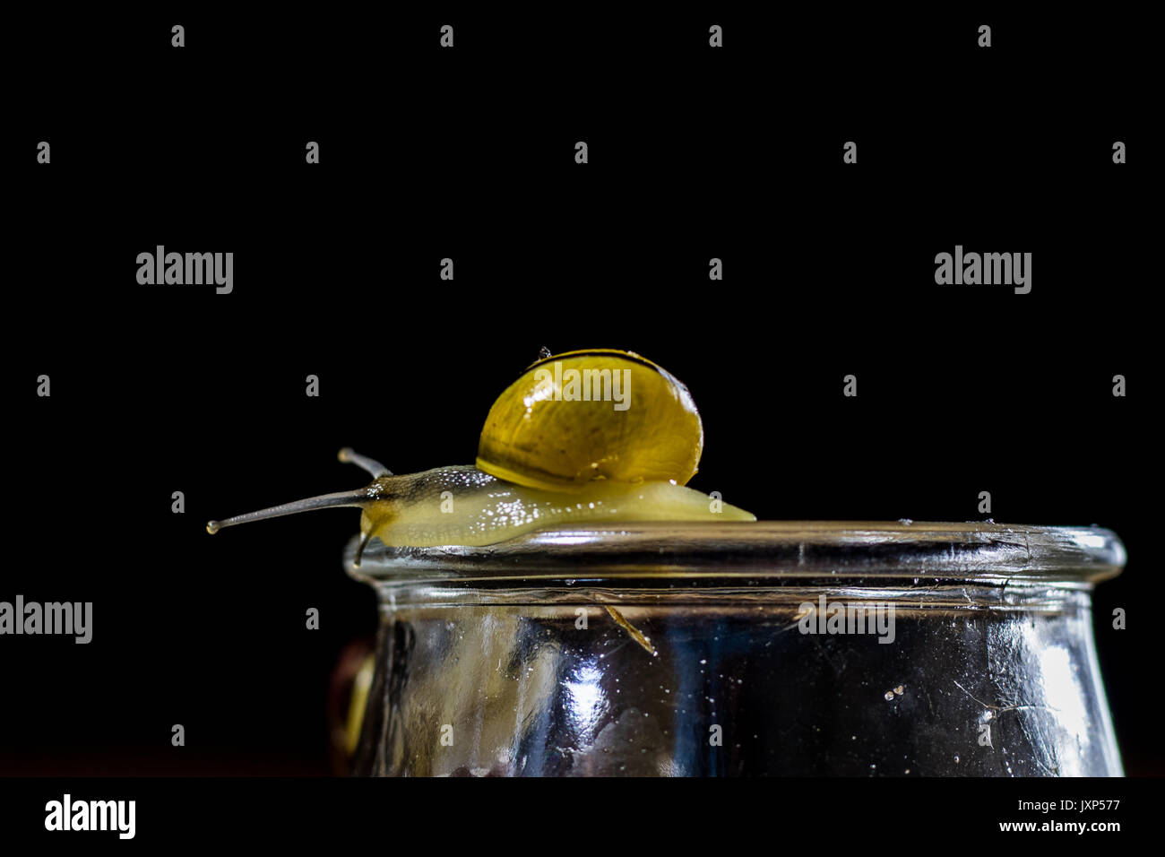 Colorful snails big and small in a glass jar. Wooden table, black ...