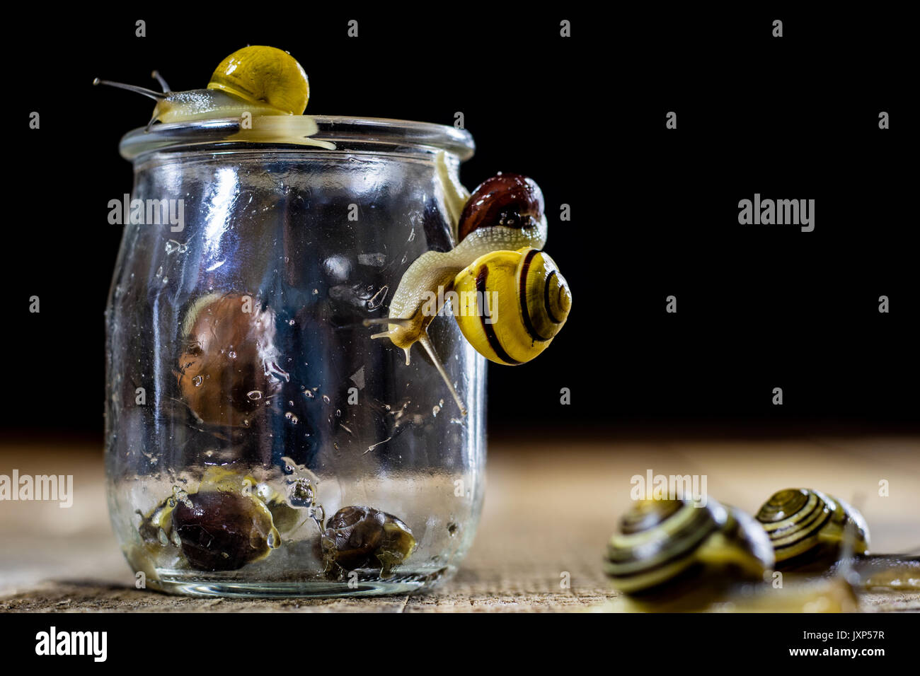 Colorful snails big and small in a glass jar. Wooden table, black ...