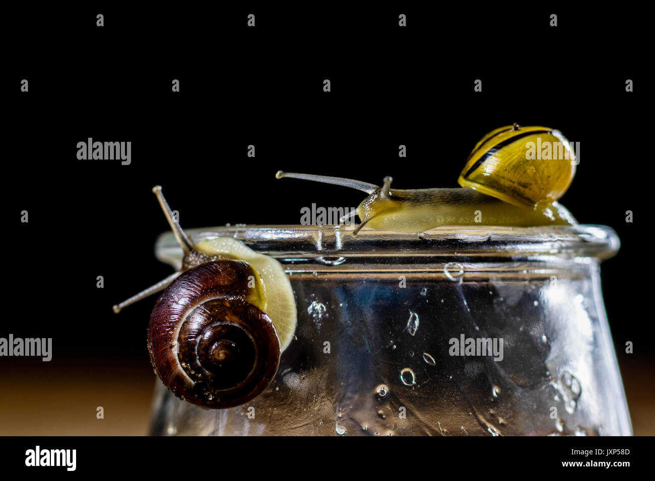 Colorful snails big and small in a glass jar. Wooden table, black ...