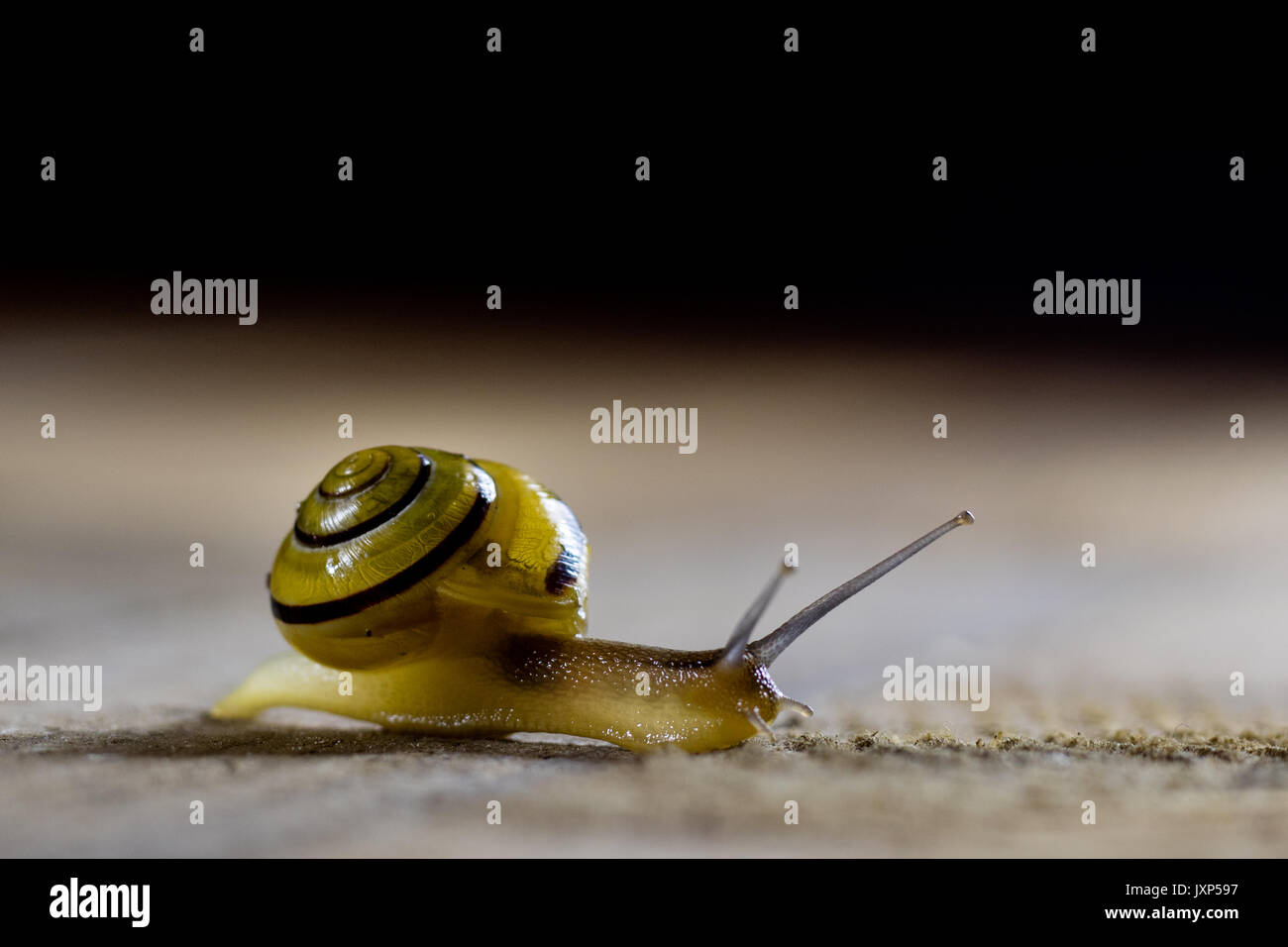 Colorful large and small snails crawl on a wooden table. Black ...