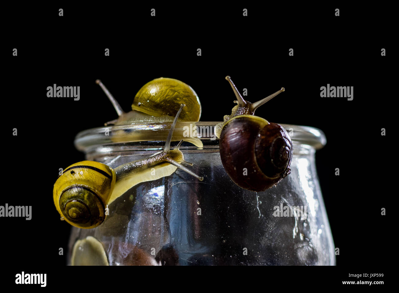 Colorful snails big and small in a glass jar. Wooden table, black ...