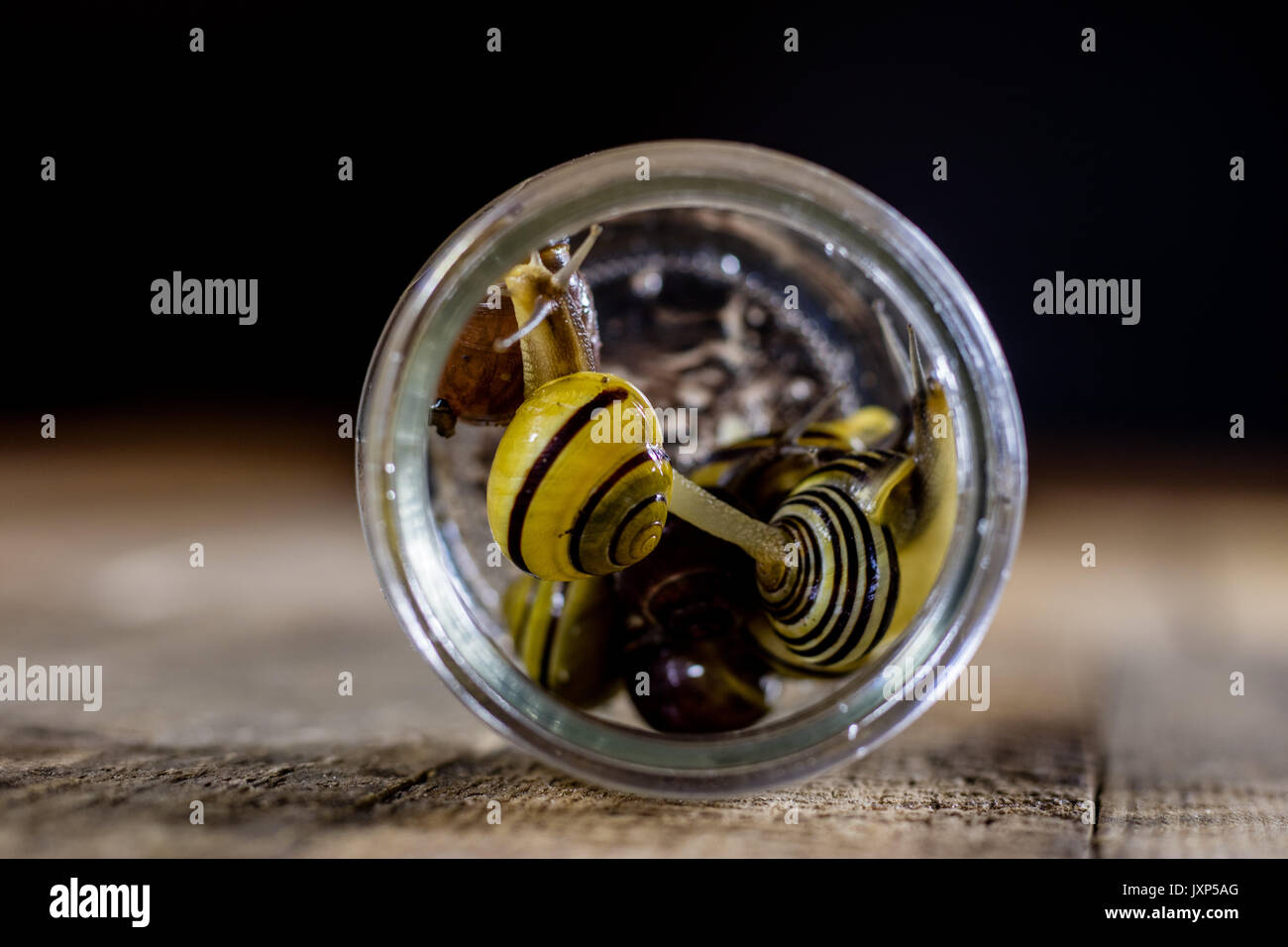 Colorful snails big and small in a glass jar. Wooden table, black ...