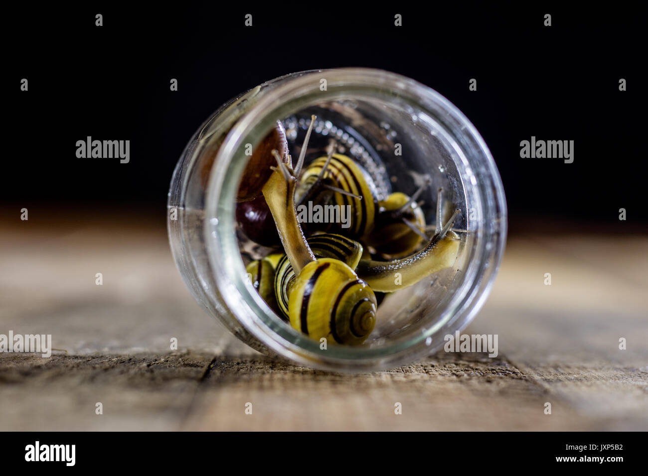 Colorful snails big and small in a glass jar. Wooden table, black ...