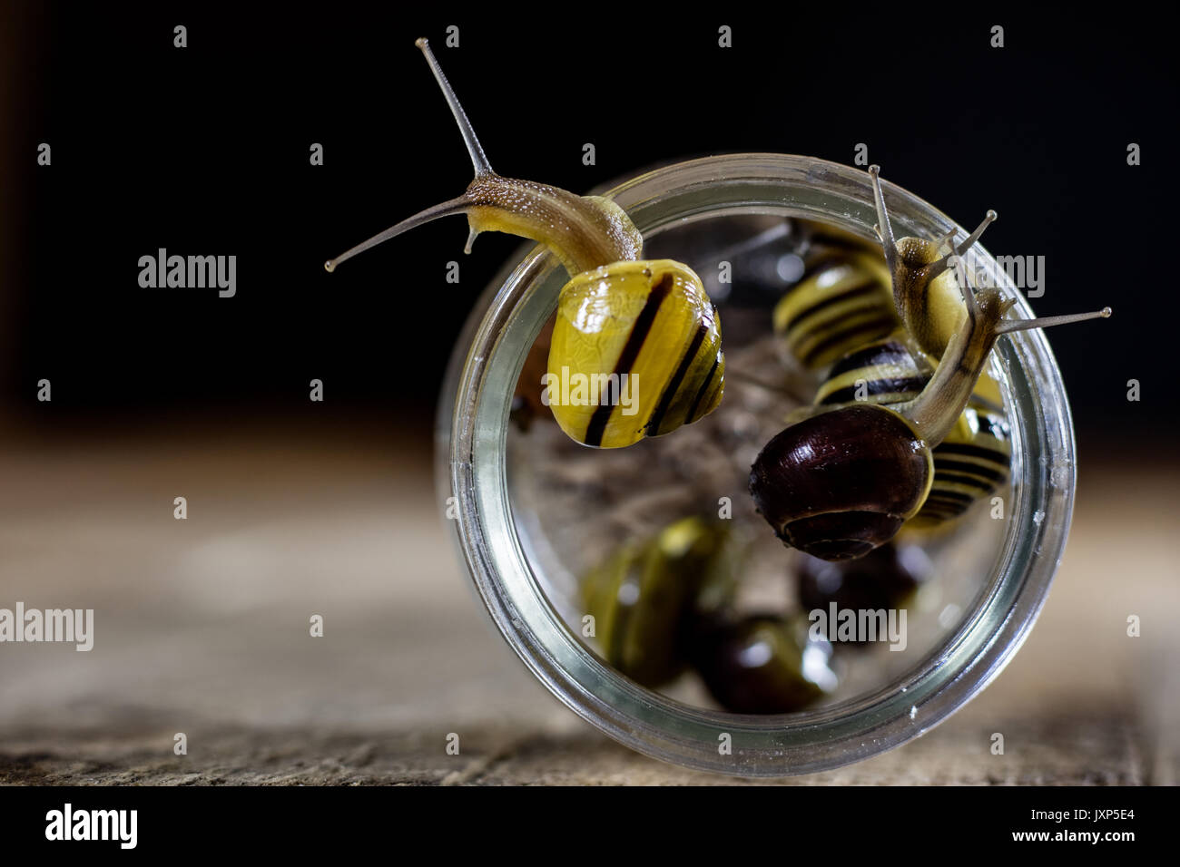 Colorful snails big and small in a glass jar. Wooden table, black ...