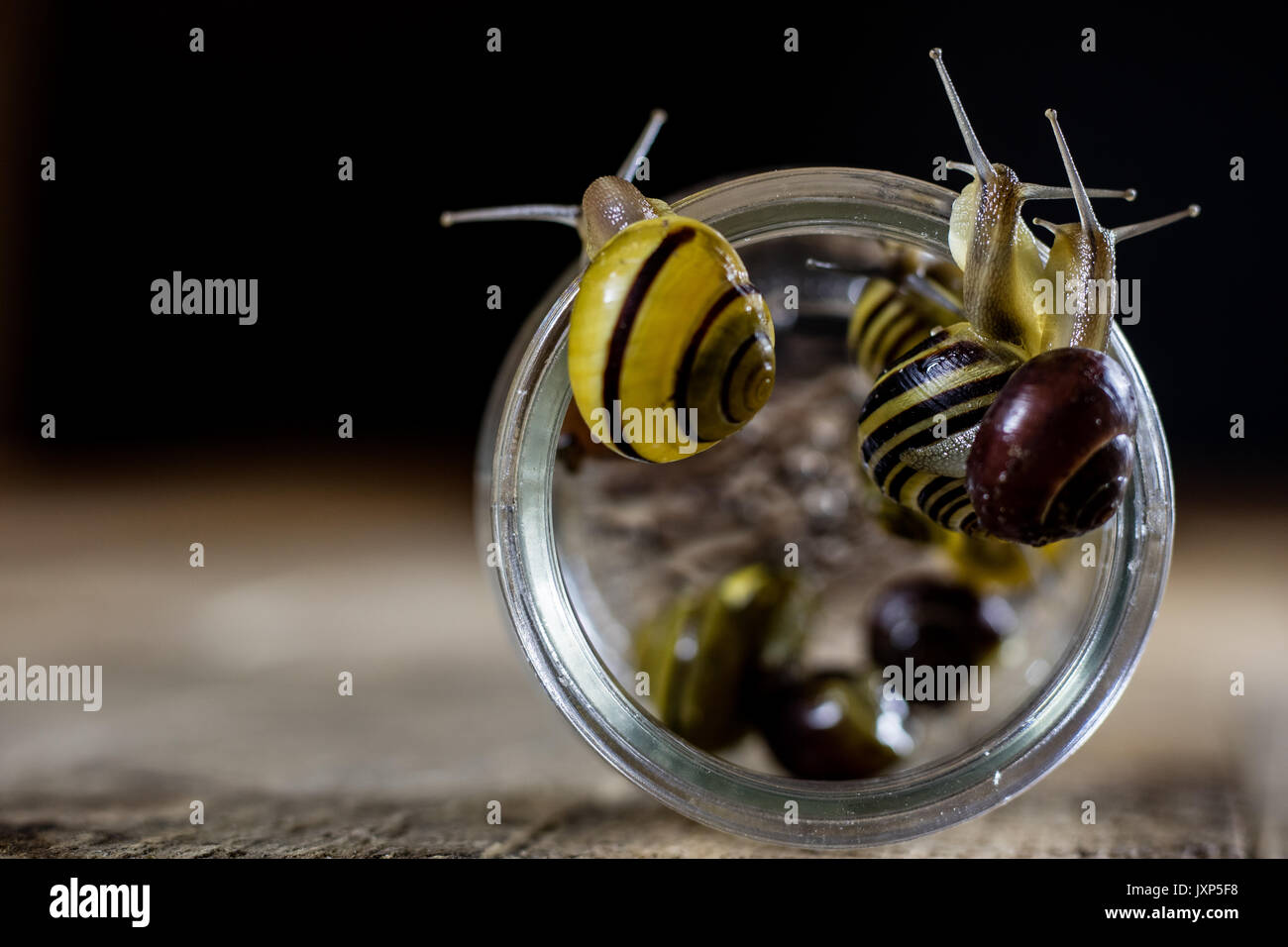 Colorful snails big and small in a glass jar. Wooden table, black ...