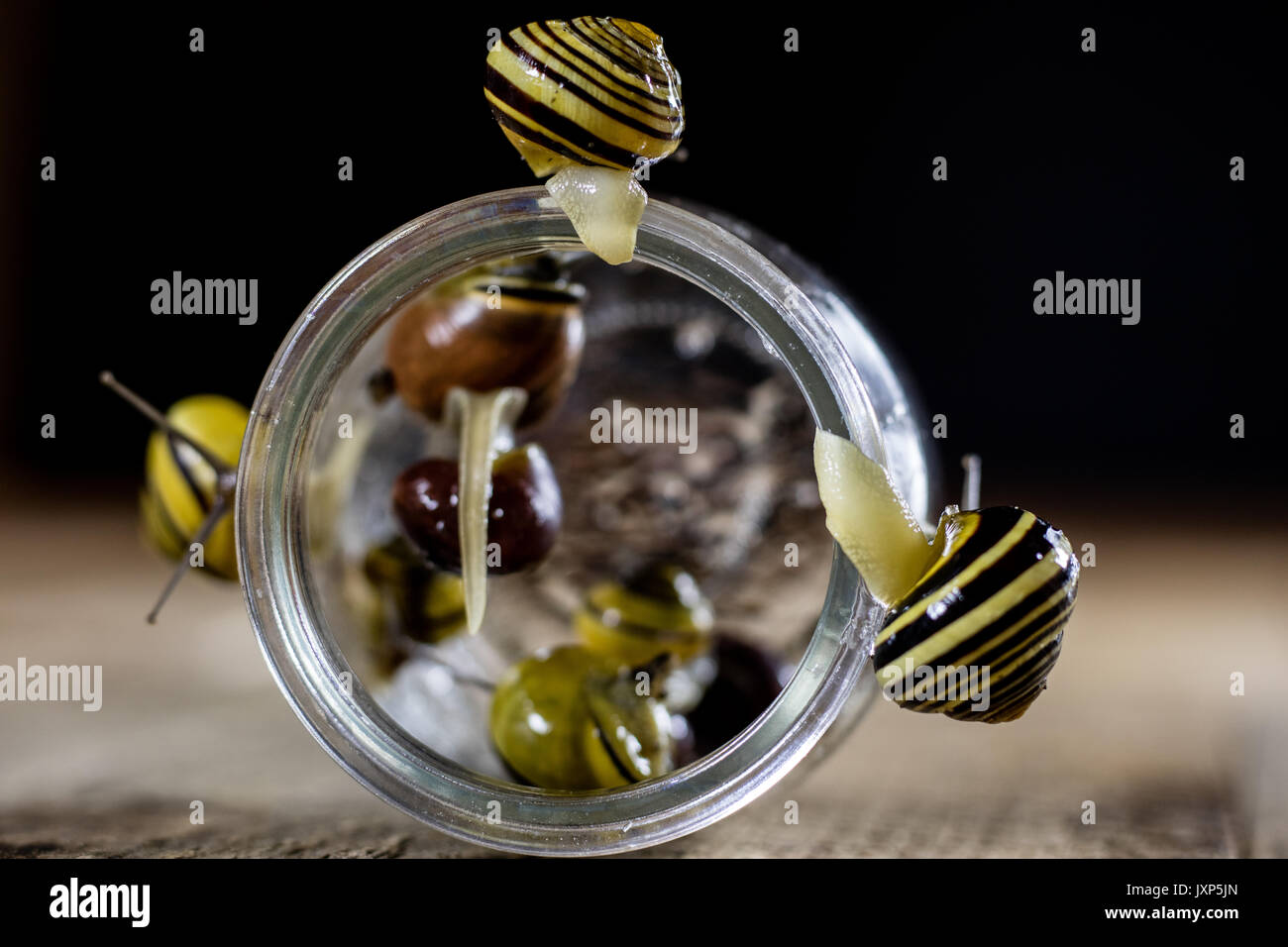 Colorful snails big and small in a glass jar. Wooden table, black ...