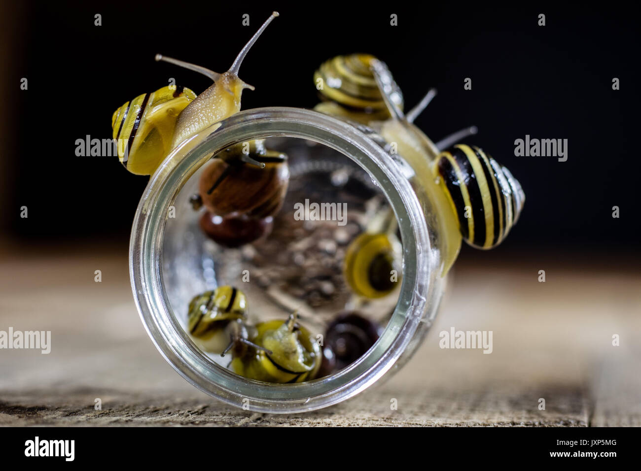 Colorful snails big and small in a glass jar. Wooden table, black ...