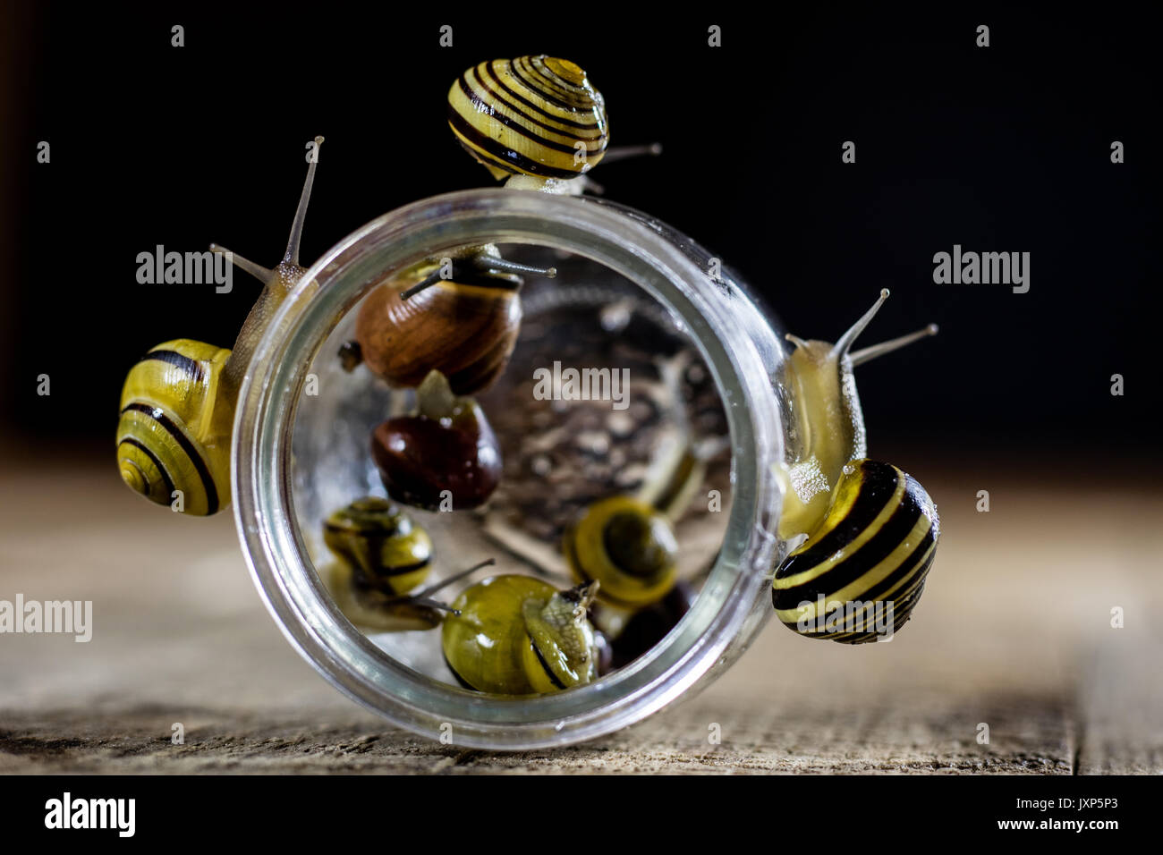 Colorful snails big and small in a glass jar. Wooden table, black ...